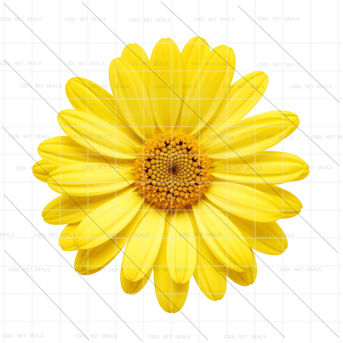 Daisy SVG Bundle, Colorful Daisy Clipart JPG, Flower Clipart PNG ...