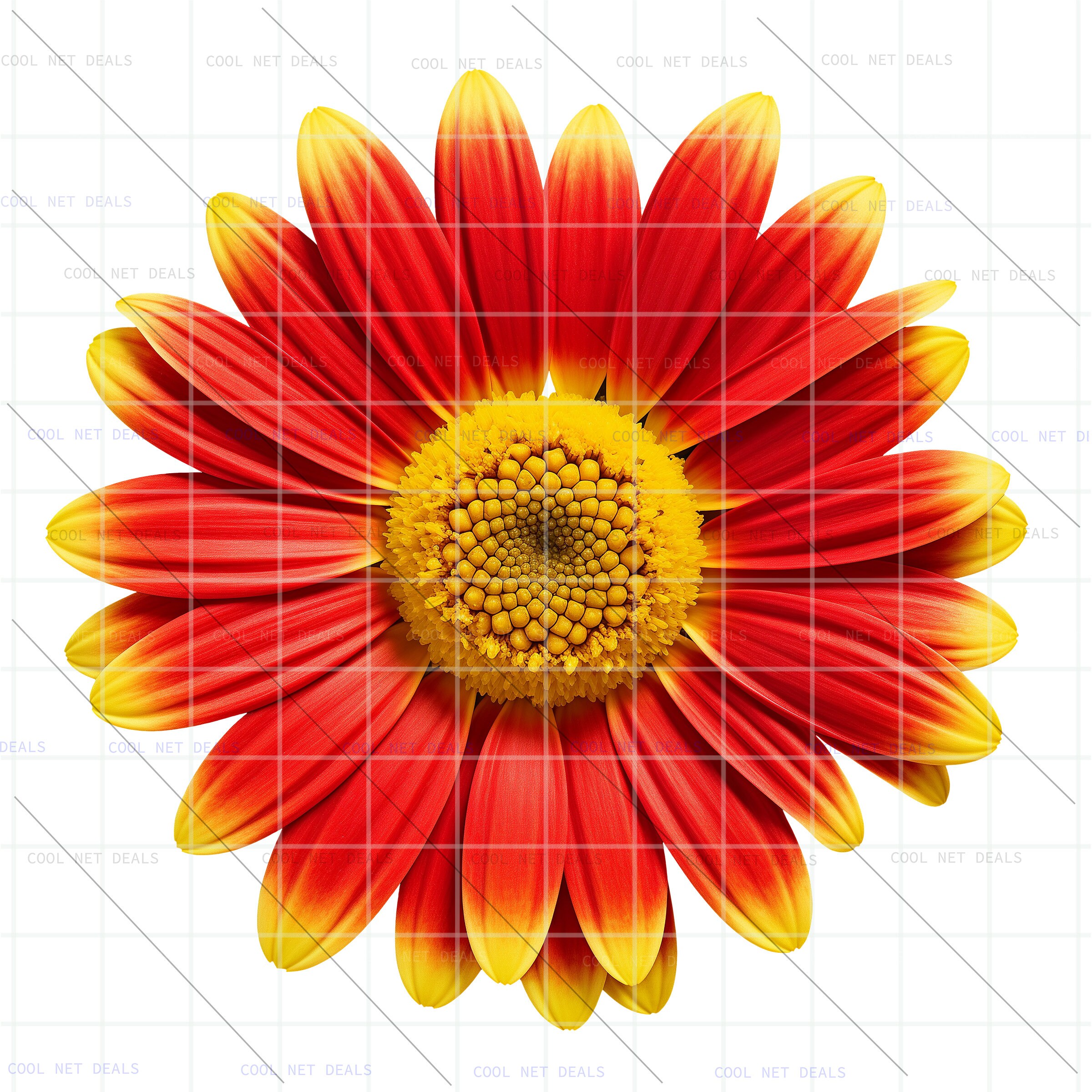 Daisy SVG Bundle, Colorful Daisy Clipart JPG, Flower Clipart PNG ...