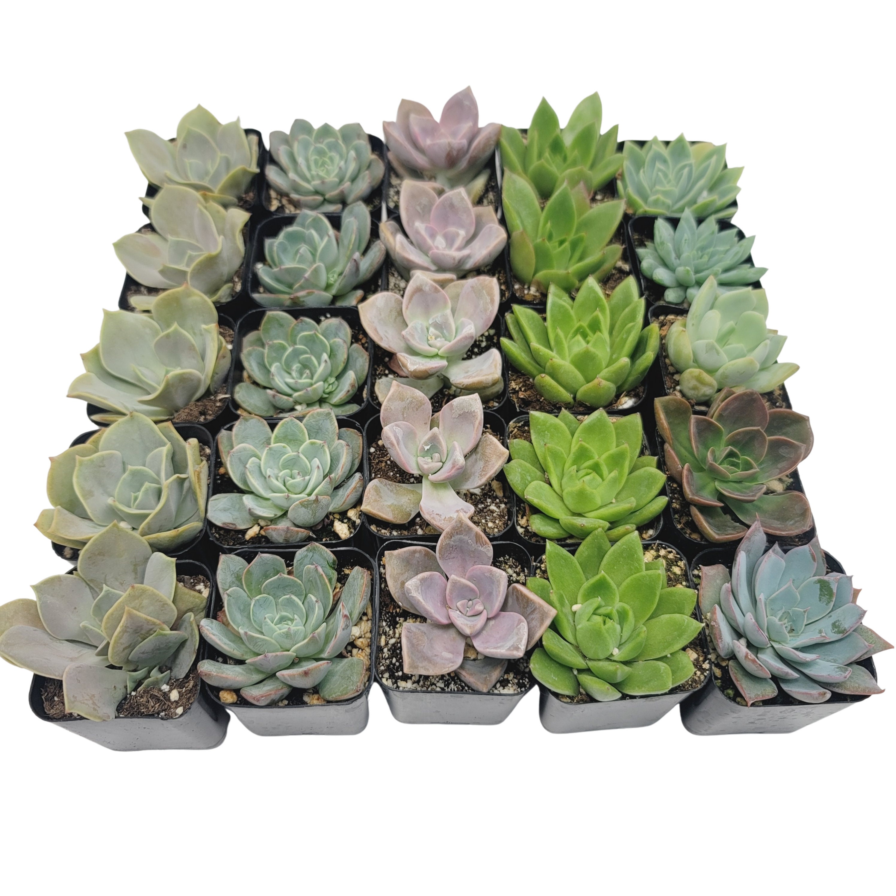 2" - 25 Pack - Assorted Succulent Favors Collection - Wedding, Party ...
