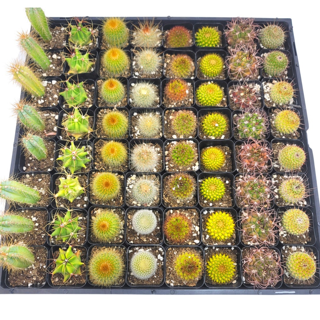 2" Cactus -assorted Varieties - Etsy