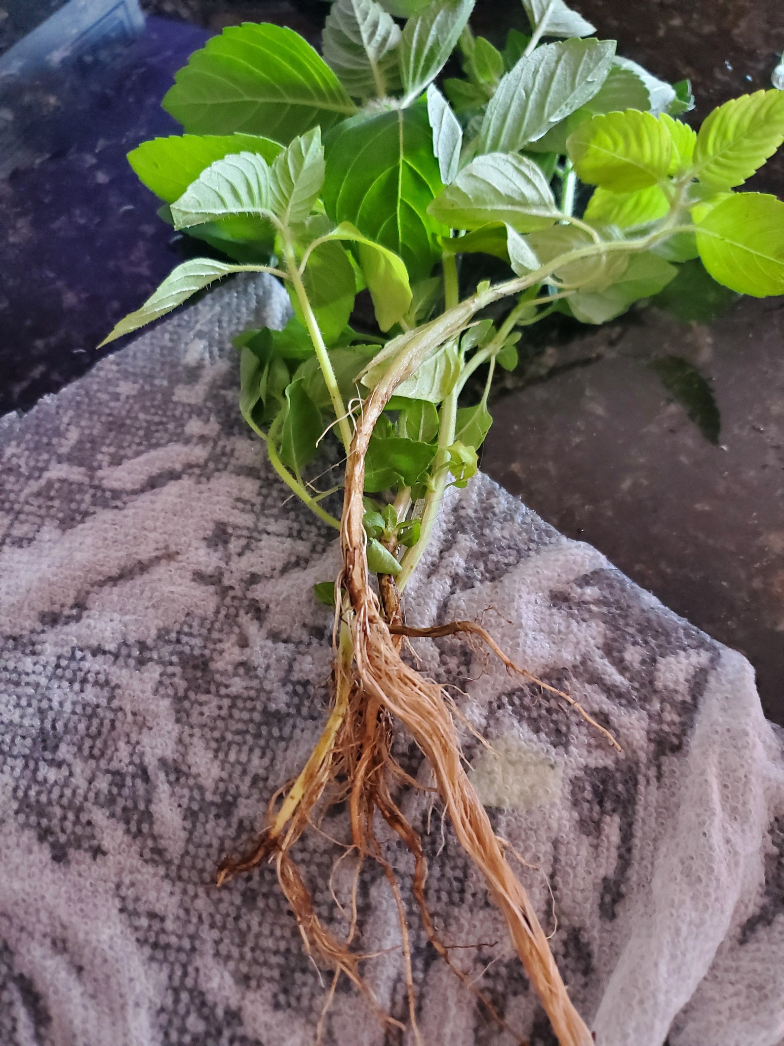 THREE 3 Rooted Tulsi Live Plants holy Basil India tulsi - Etsy UK