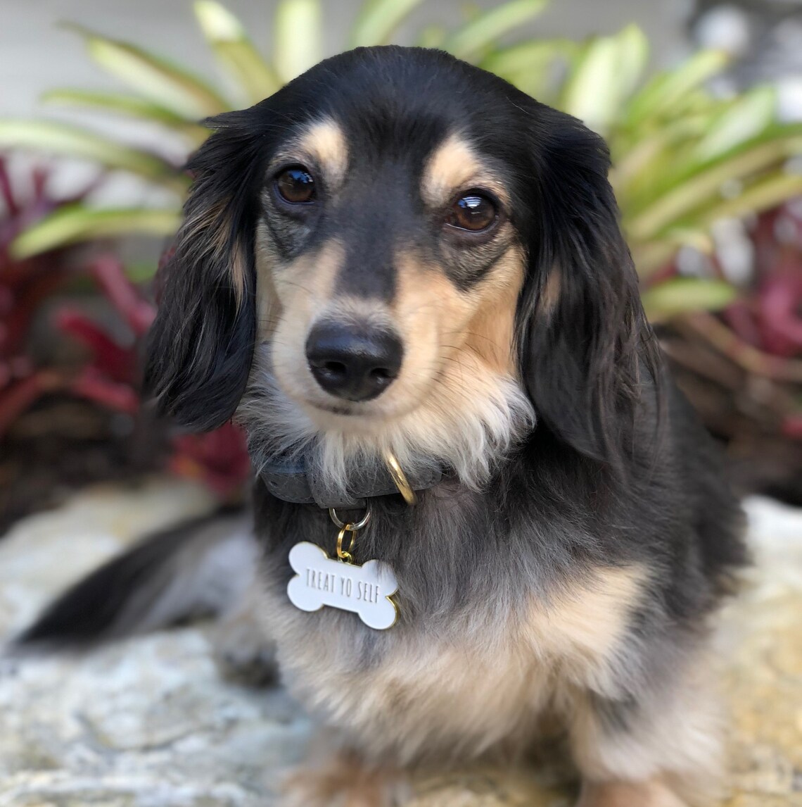 Pet Id Tag Dog Id Tag Dog Tag for Dogs Personalized Tags | Etsy