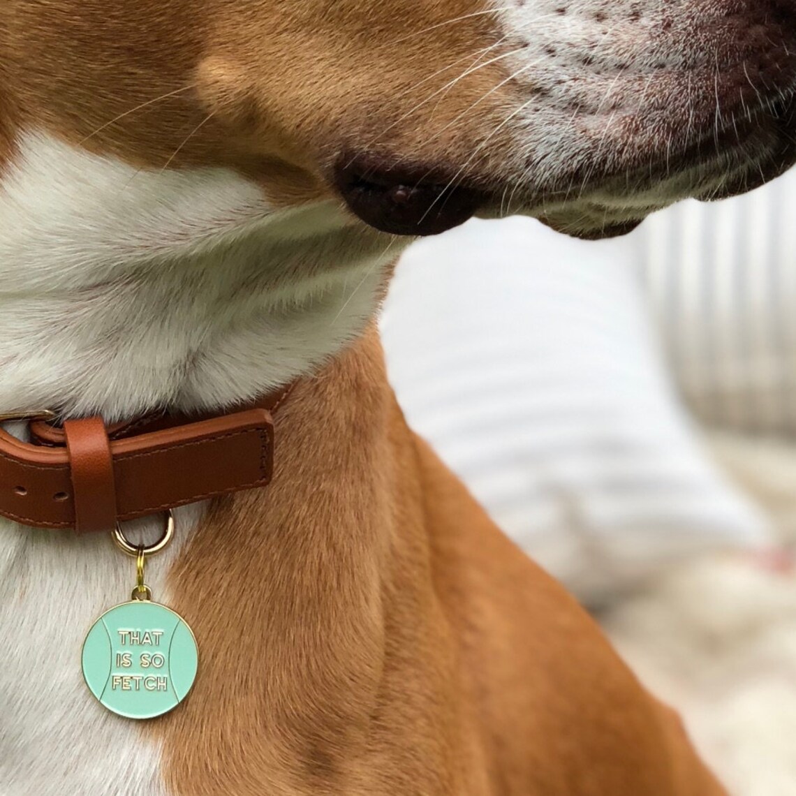 Pet Id Tag Dog Id Tag Dog Tag for Dogs Personalized Tags - Etsy