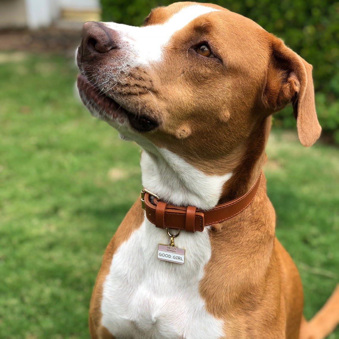 Pet Id Tag Dog Id Tag Dog Tag for Dogs Personalized Tags - Etsy