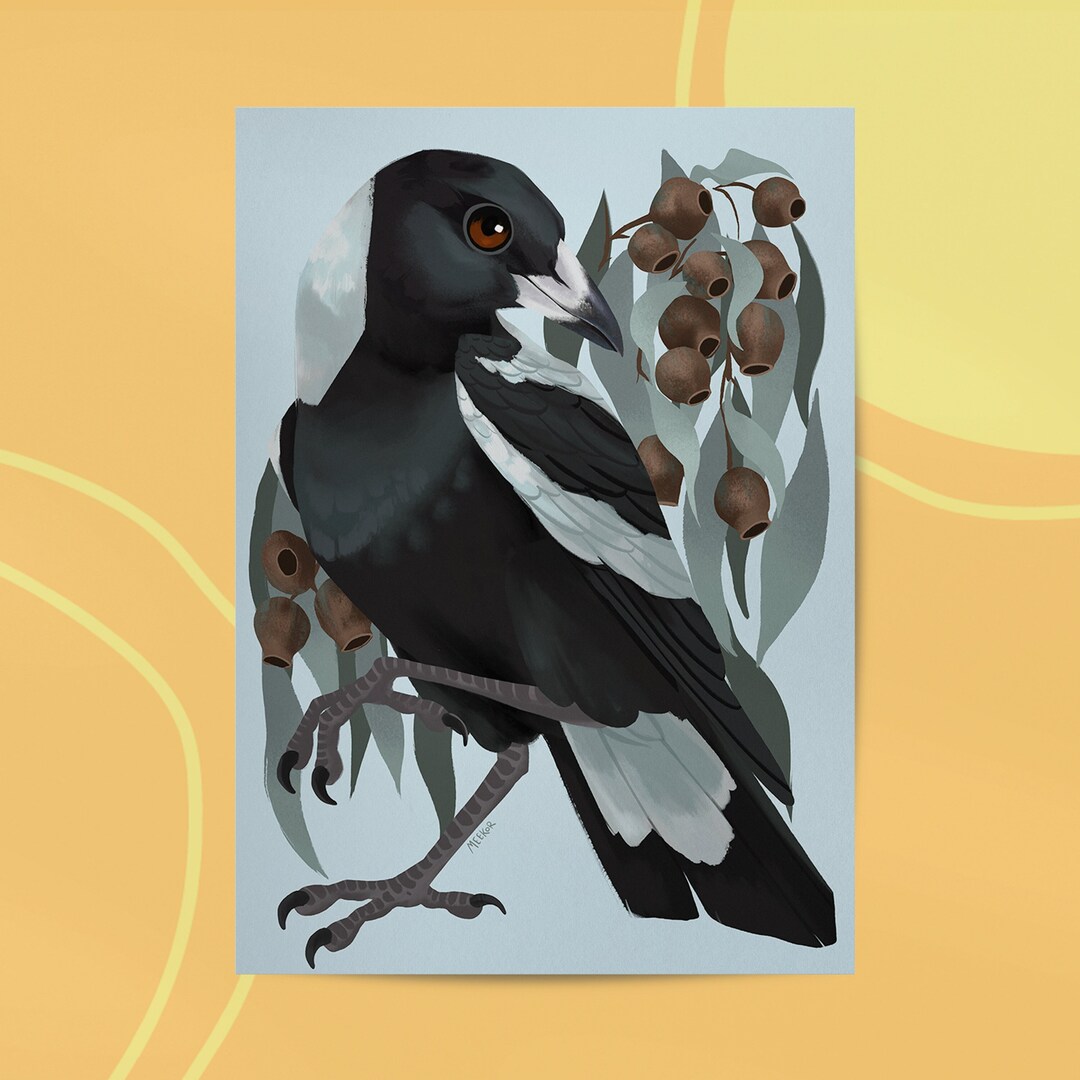 Australian Magpie Print | High Quality Giclee Original Art Print - Etsy