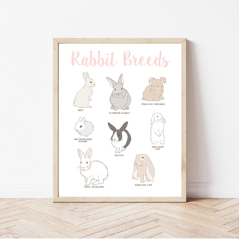 Rabbits Printable Types of Rabbits Chart Easter Print - Etsy