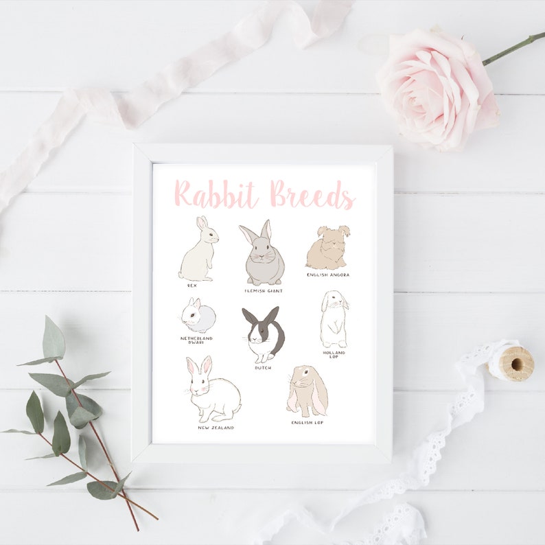 Rabbits Printable Types of Rabbits Chart Easter Print - Etsy