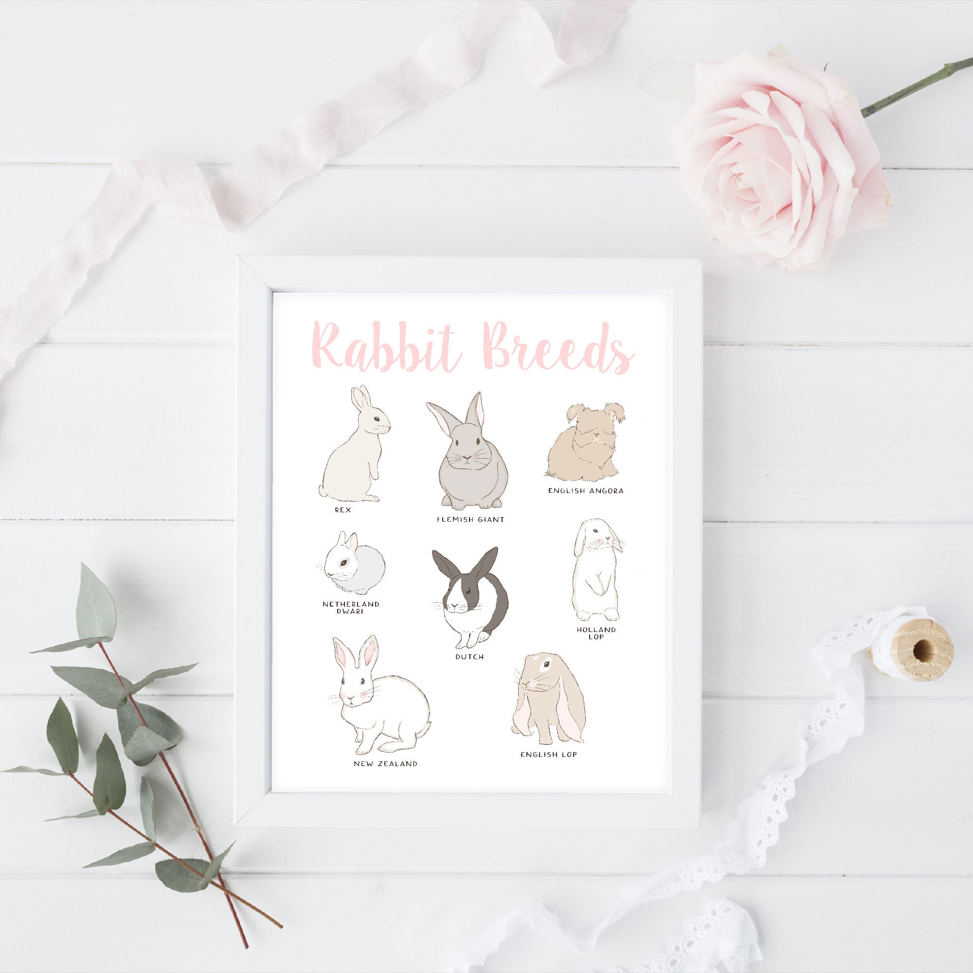 Rabbits Printable Types of Rabbits Chart Easter Print - Etsy UK