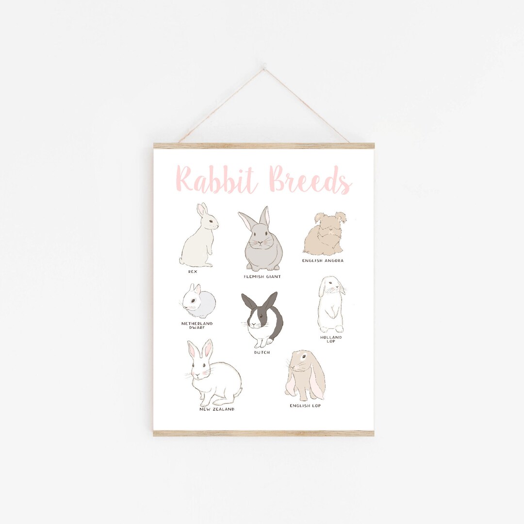 Rabbits Printable, Types of Rabbits Chart, Easter Print, Rabbit Lovers ...