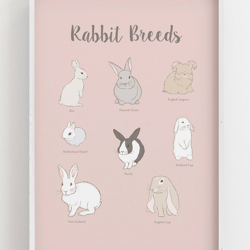 Rabbit Breeds - Etsy