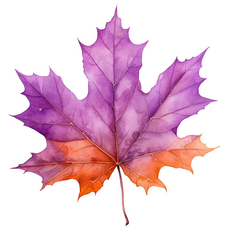 Autumn PNG Clipart Maple Leaf Set of 5 Images - Etsy