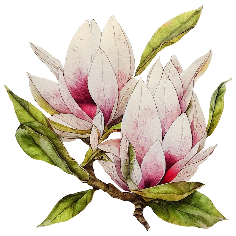 Magnolia Digital Art Download. Magnolia Clipart Instant Download ...