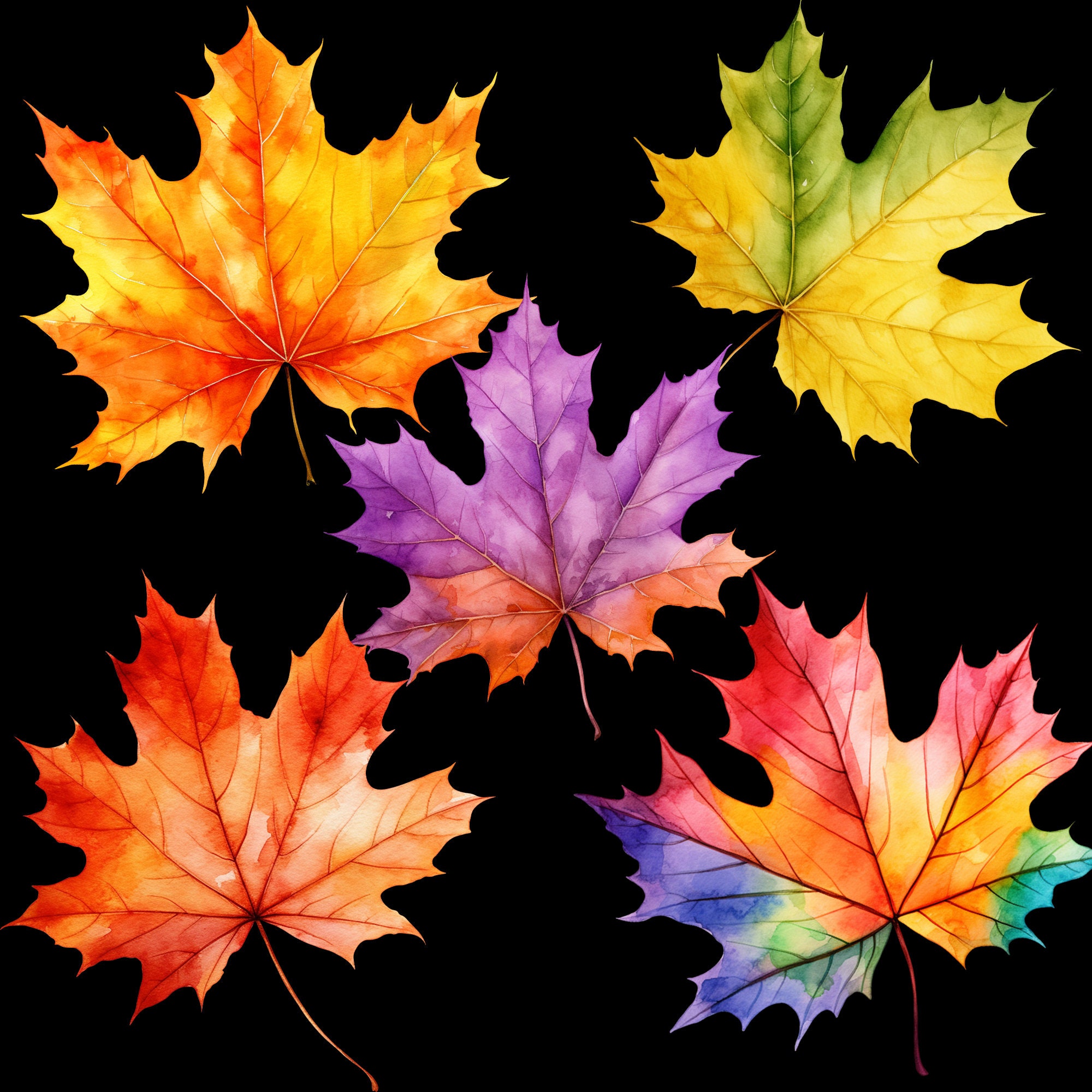 Autumn PNG Clipart Maple Leaf Set of 5 Images - Etsy