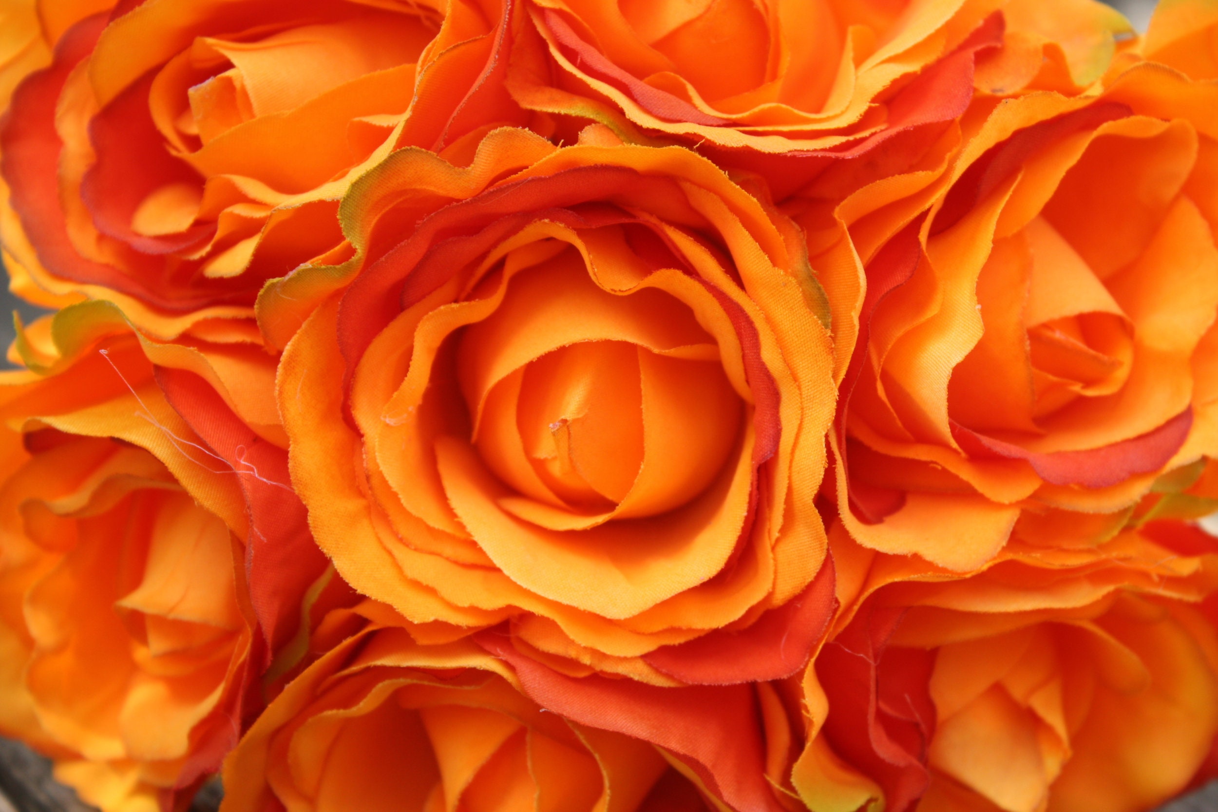 7 X Rich Orange Silk Roses 7cm on Individual Wired Stems Tied - Etsy UK