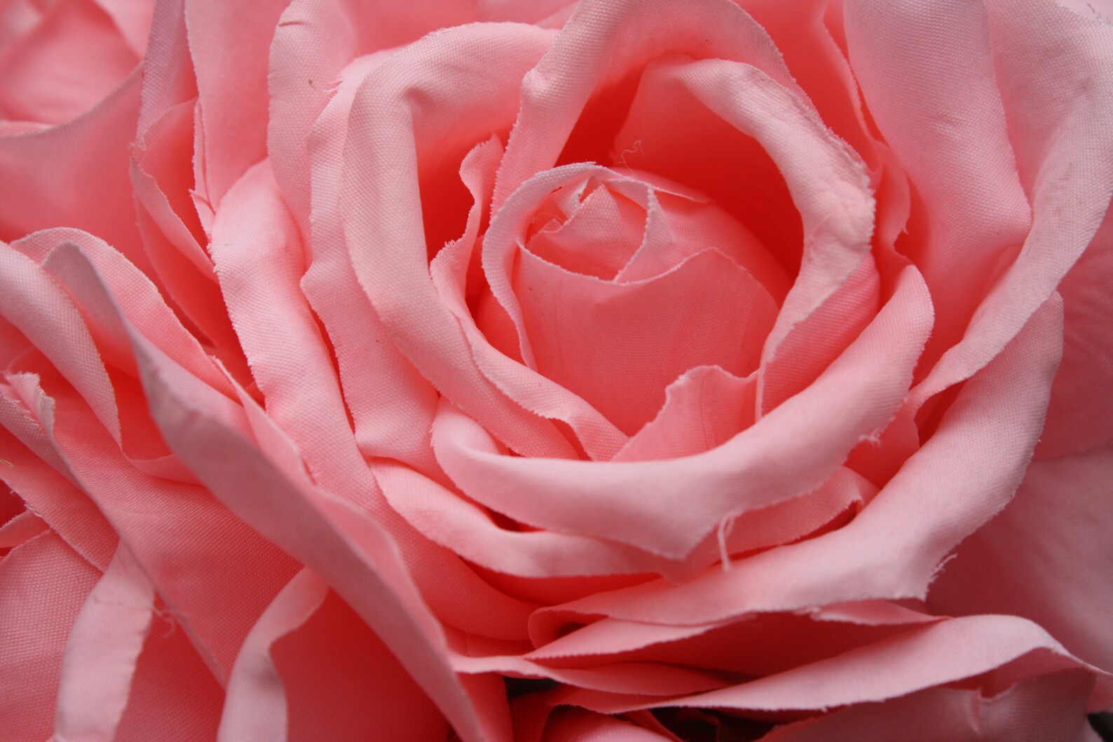 5 x Rose Pâle Corail Open Silk Roses 10cm sur les tiges | Etsy