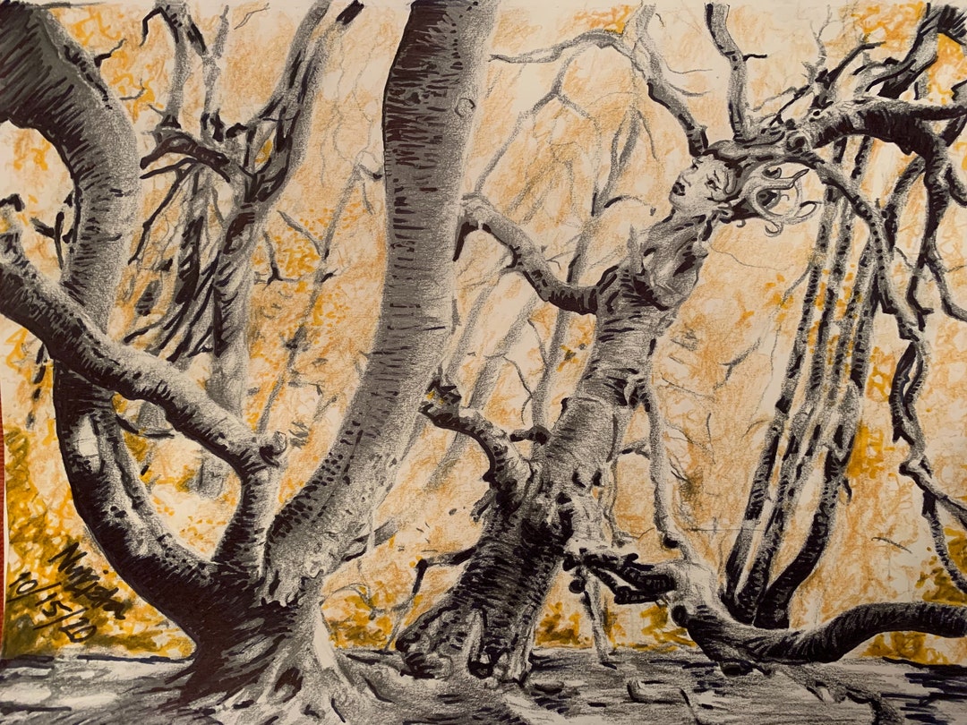 Tree Drawing, Knaphill Weeping Beech - Etsy