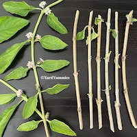 1gal Pitiona (lippia Alba) - Etsy