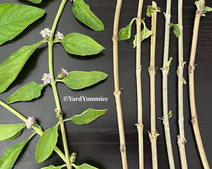 Pitiona (lippia Alba) - Etsy