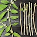 1gal Pitiona (lippia Alba) - Etsy