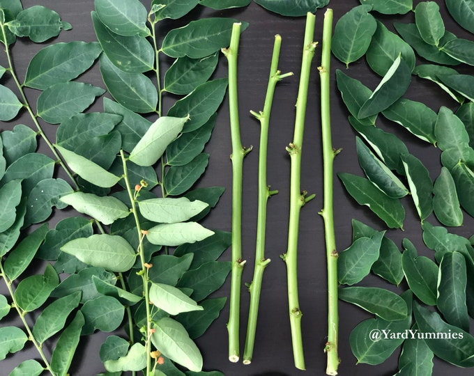 4.5 Piper Sylvaticum Hanging Basket Houseplant With Purple Shimmer ...