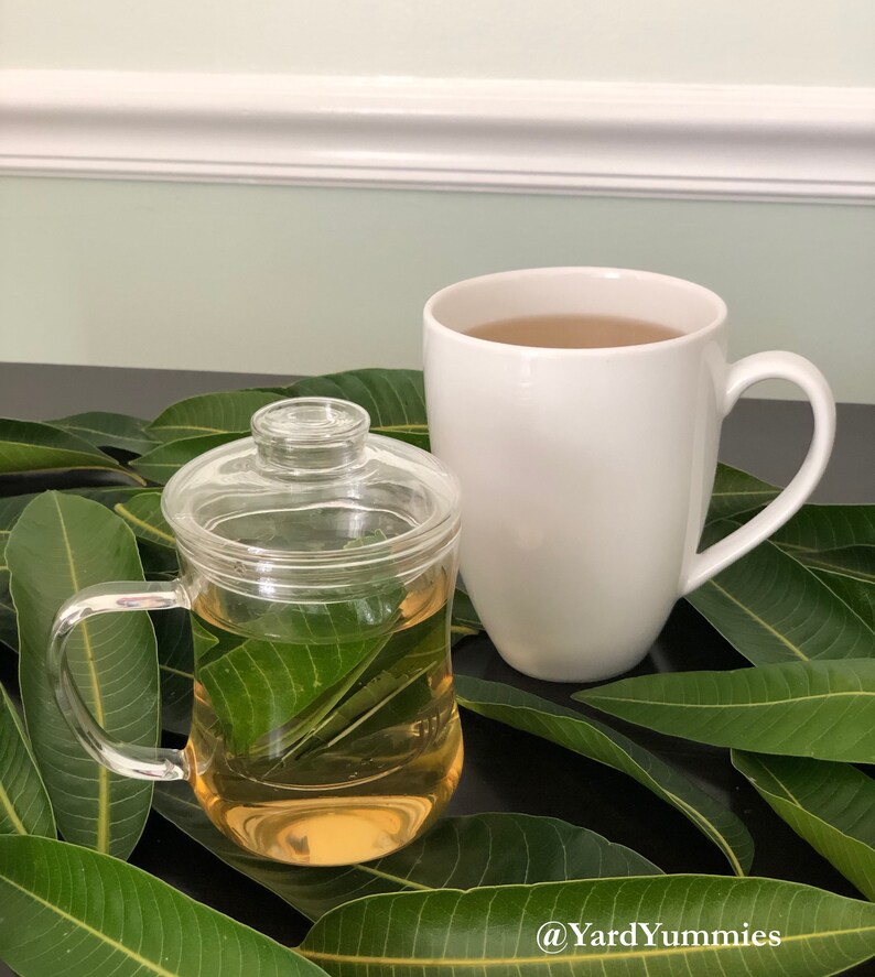 Fresh Mango Leaves: Naturally Grown in Florida, Loose Leaf Tea - Etsy