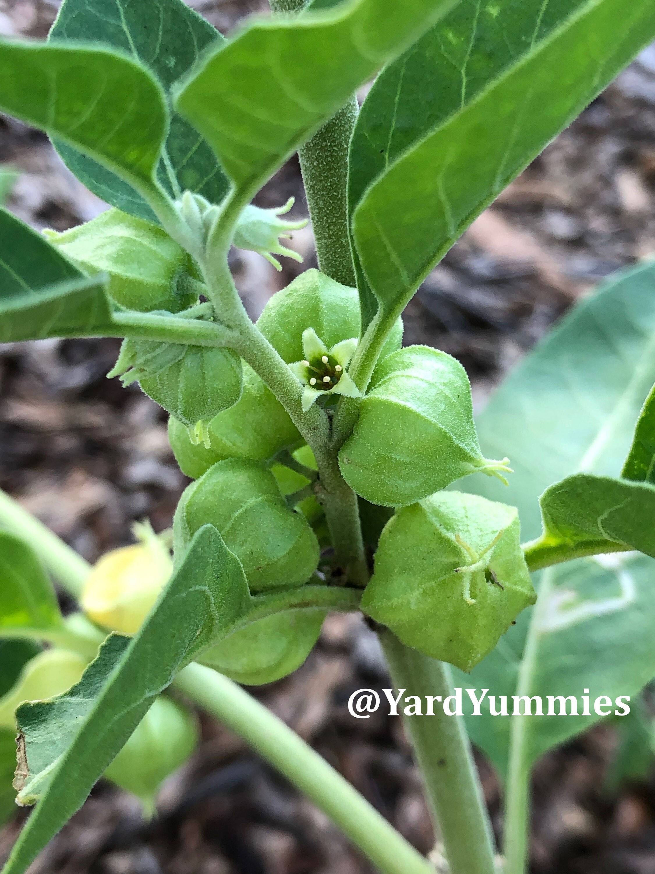 Ashwagandha SEEDS – 50 Seeds- Withania Somnifera – Indian Ginseng ...