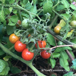 30 Florida Everglades Tomato Seeds: Heirloom Heat Resistant Variety ...