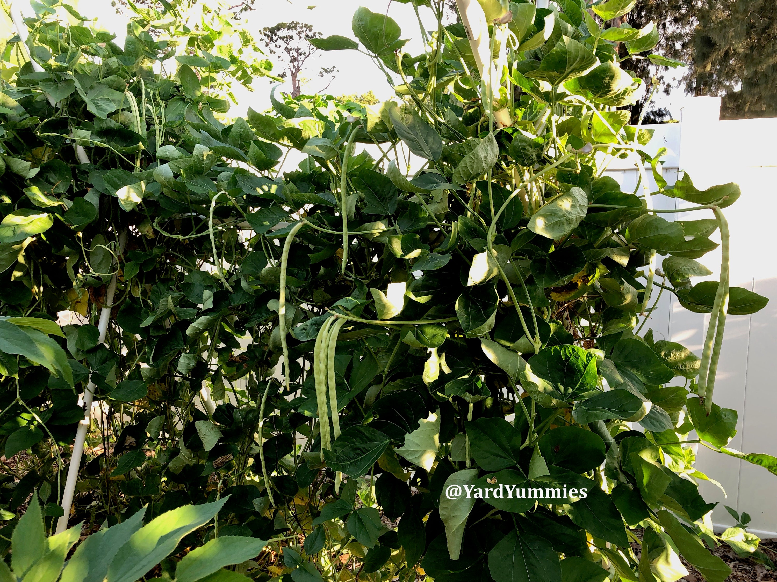 25 Heirloom Puerto Rican Black Bean SEEDS Pole Bean Seed - Etsy