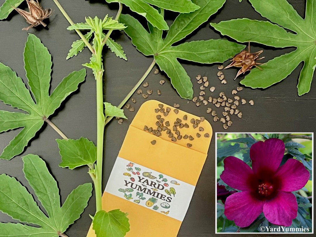 Ruby Hibiscus 25 SEEDS Monarch Rosemallow Seeds Hibiscus Radiatus Green ...