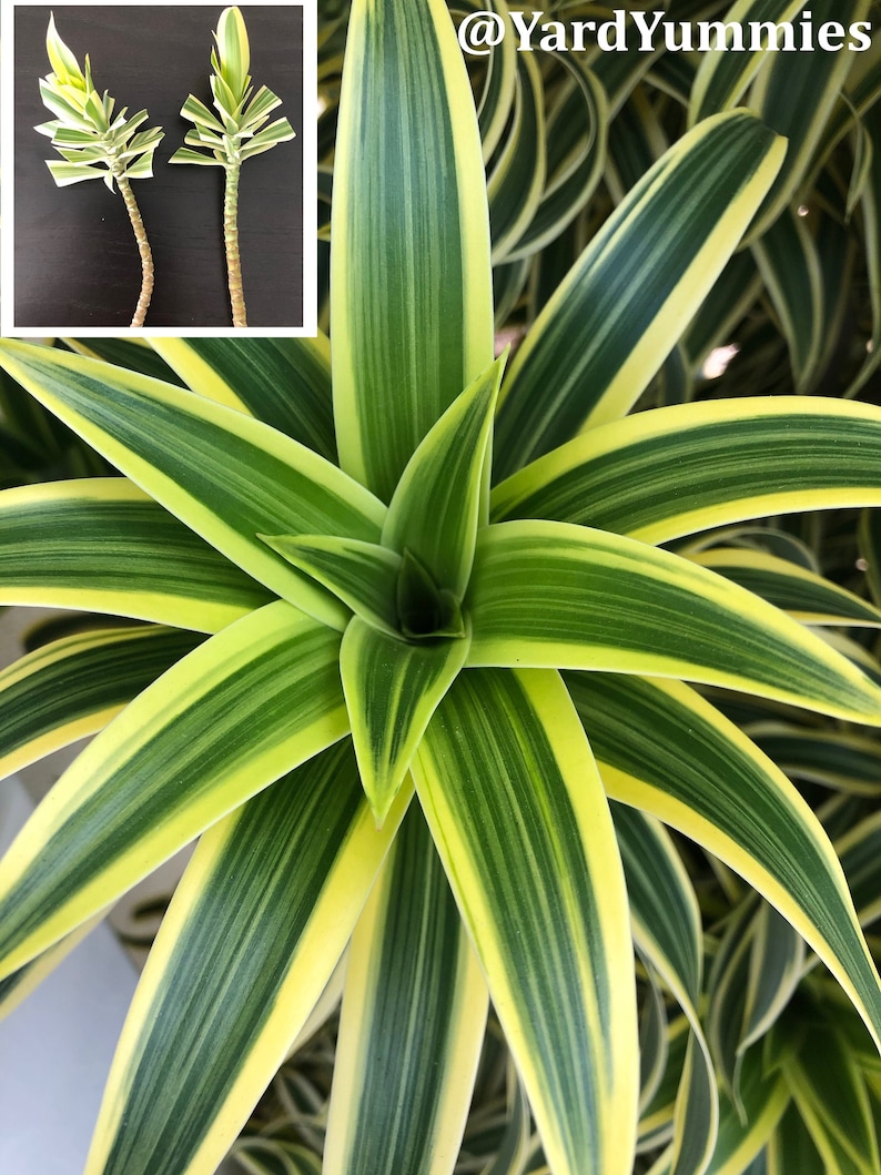 Dracaena Reflexa Variegata Song of India 2 Plant CUTTINGS | Etsy Dracaena Reflexa Variegata Song of India 2 Plant CUTTINGS | Etsy