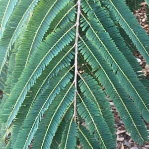 Dried Amla Leaves 1oz: Indian Gooseberry, Amalaki, Nelli, Usiri Leaf ...