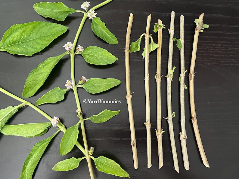 6 Lippia Alba Cuttings: Pitiona Oaxaca, Juanilama, Hierba Negra, Bushy ...