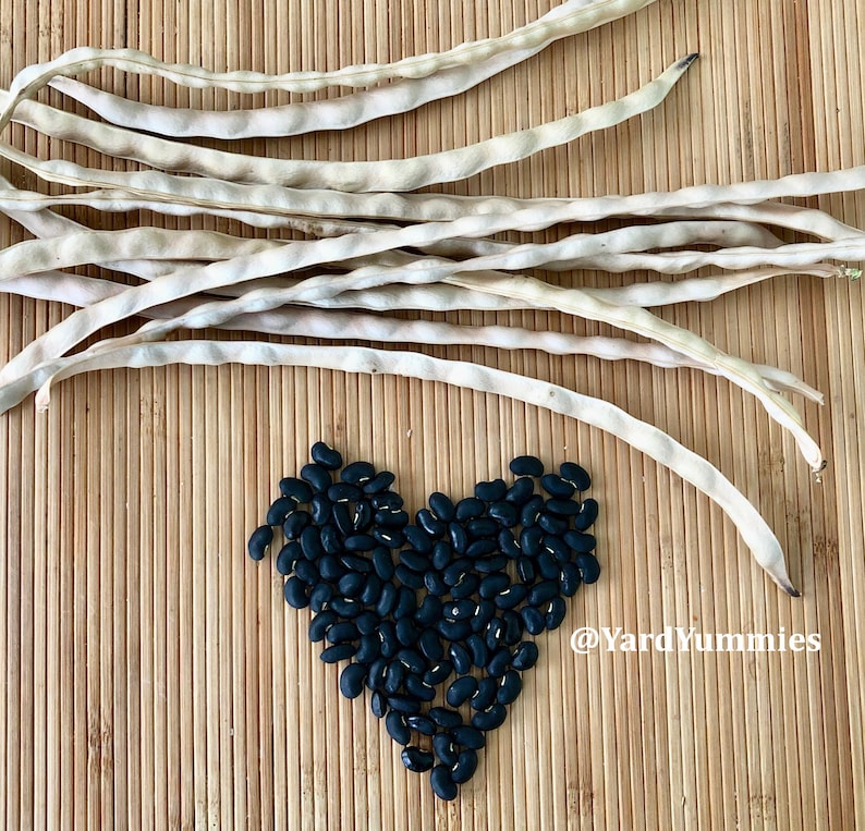 25 Heirloom Puerto Rican Black Bean Seeds – Pole Bean Seed, Grown ...