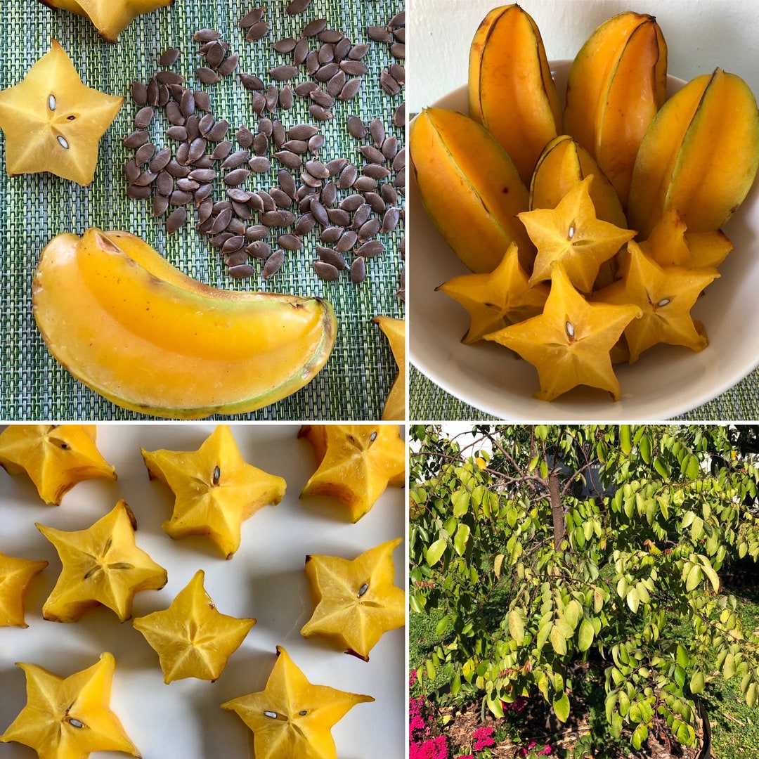 10 Star Fruit SEEDS Sri Kembangan Variety / Carambola SEEDS / - Etsy