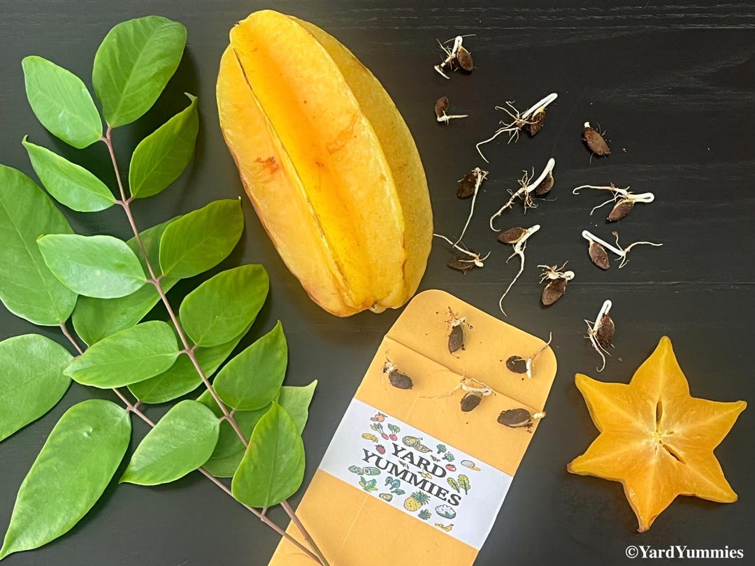 10 Germinating Star Fruit SEEDS Sri Kembangan Variety / Carambola SEEDS ...