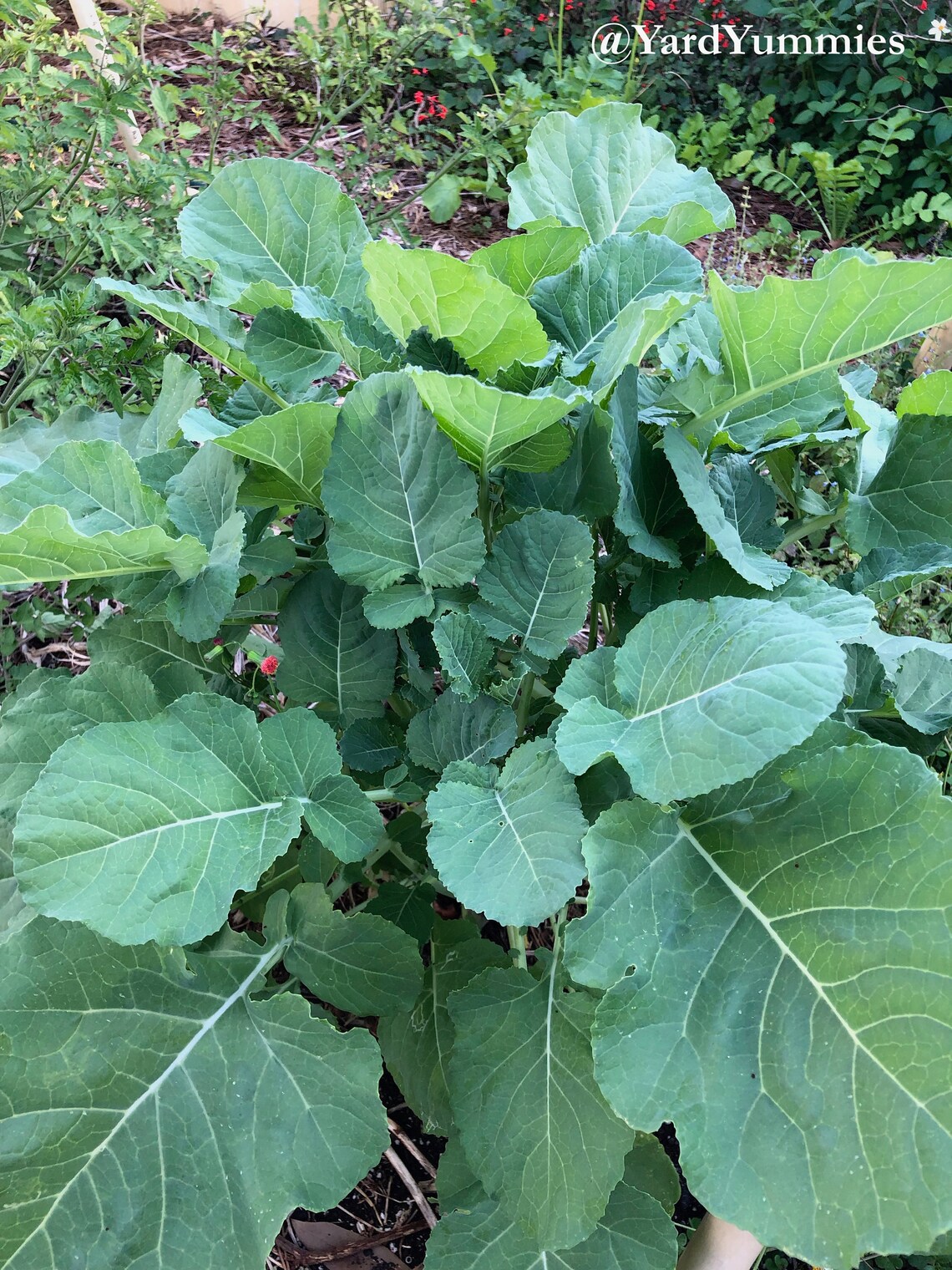 200 Ethiopian Kale Seeds: Brassica Carinata- African or Abyssinian ...