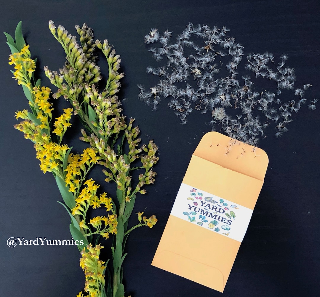 Goldenrod Seeds - 100 SEEDS- Florida Native Herbal Wildflower Seeds ...