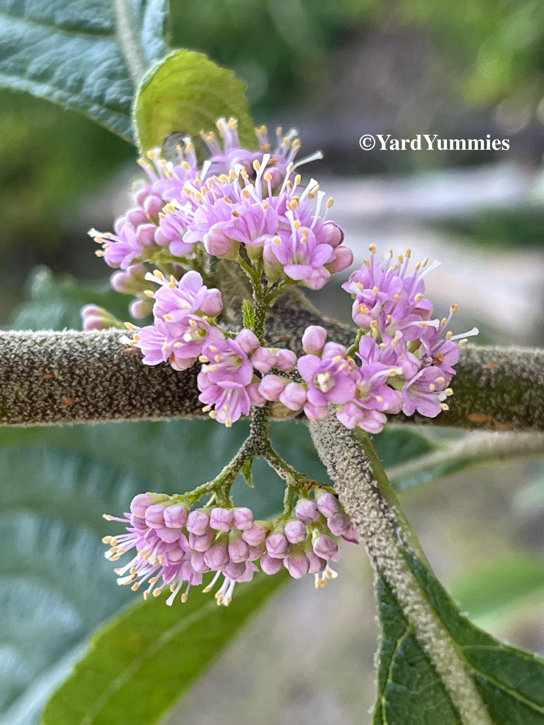 American Beautyberry 100 Heirloom SEEDS: Beauty Berry Beautybush ...