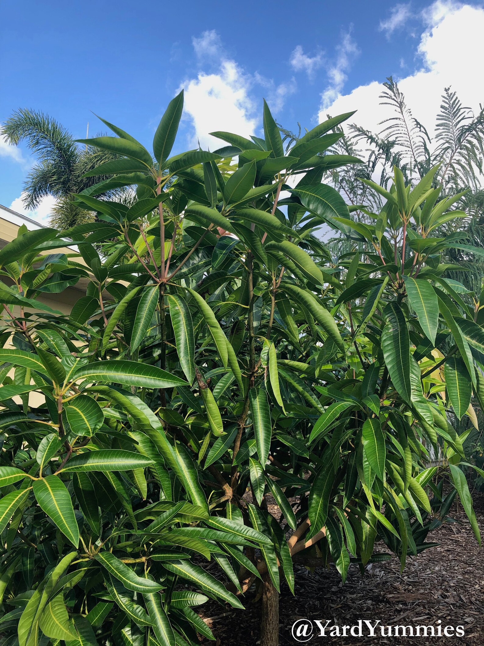 Fresh Mango Leaves: Naturally Grown in Florida, Loose Leaf Tea - Etsy
