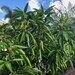 Fresh Mango Leaves: Naturally Grown in Florida, Loose Leaf Tea - Etsy