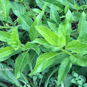 Longevity Spinach- Unrooted Cuttings- Longevity Greens - Perennial ...