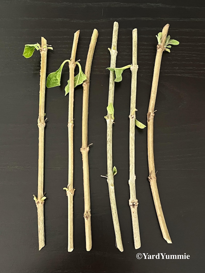 6 Lippia Alba Cuttings: Pitiona Oaxaca, Juanilama, Hierba Negra, Bushy ...