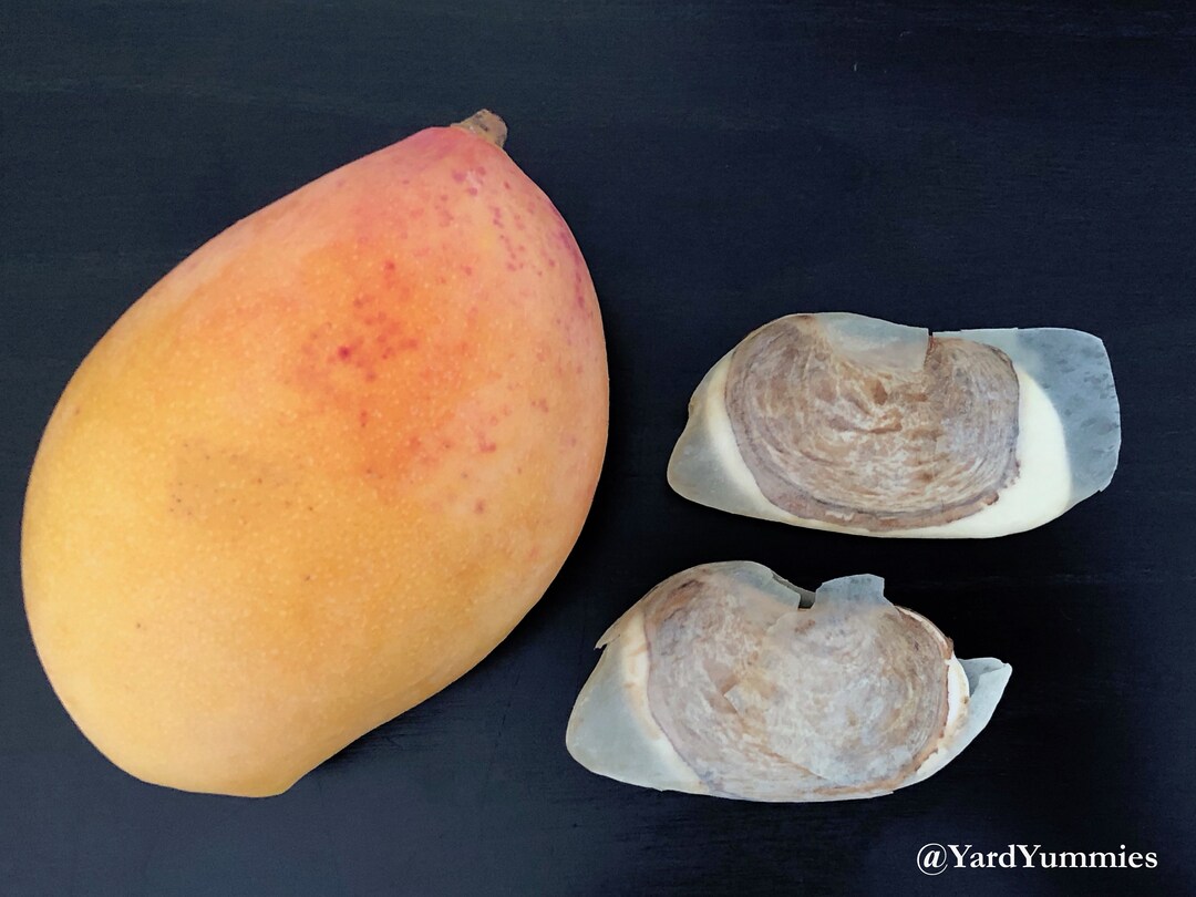 2 Fresh Mango SEEDS- Dwarf Pickering Variety- Ready for Sowing- All ...