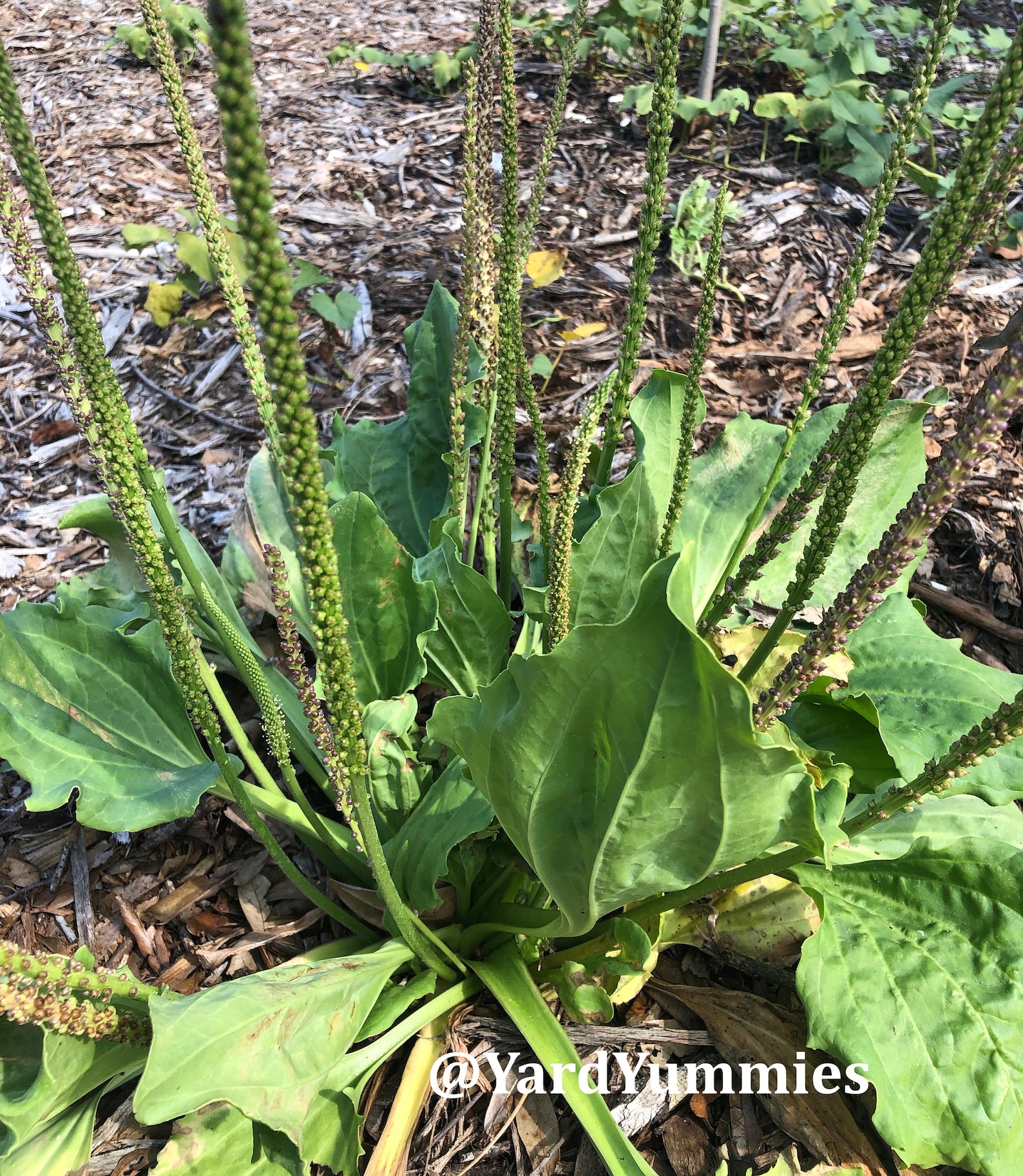 Broadleaf Plantain 200 SEEDS Plantago Major Common | Etsy