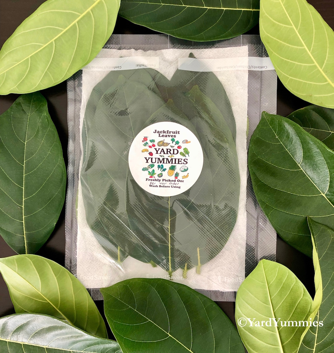Fresh Jackfruit LEAVES Whole Leaves for Cooking or Tea All Naturally ...