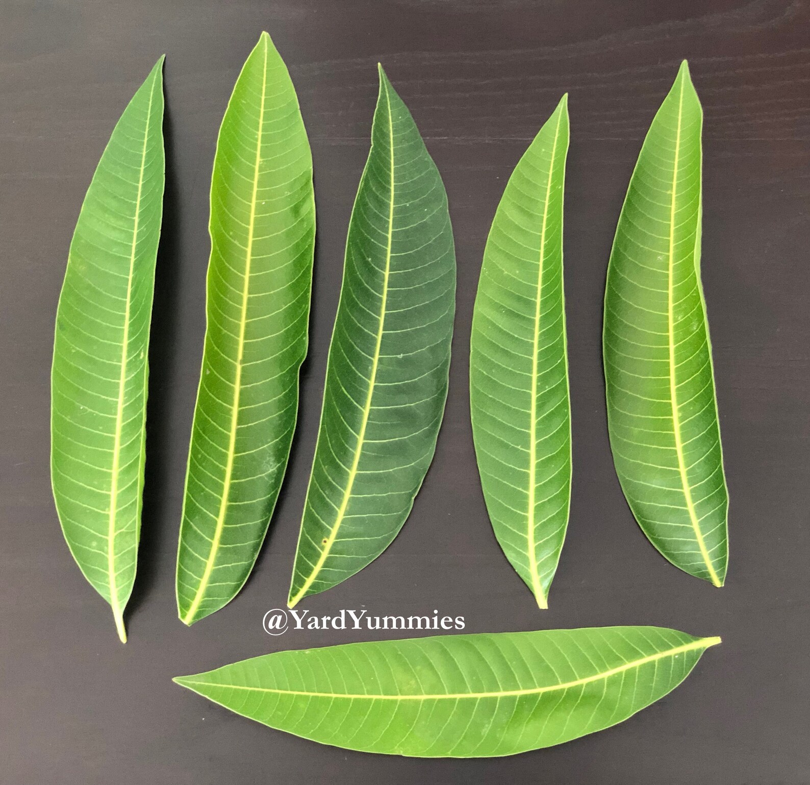 Fresh Mango Leaves: Naturally Grown in Florida, Loose Leaf Tea - Etsy