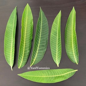 Fresh Mango Leaves: Naturally Grown in Florida, Loose Leaf Tea - Etsy