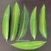 Fresh Mango Leaves: Naturally Grown in Florida, Loose Leaf Tea - Etsy