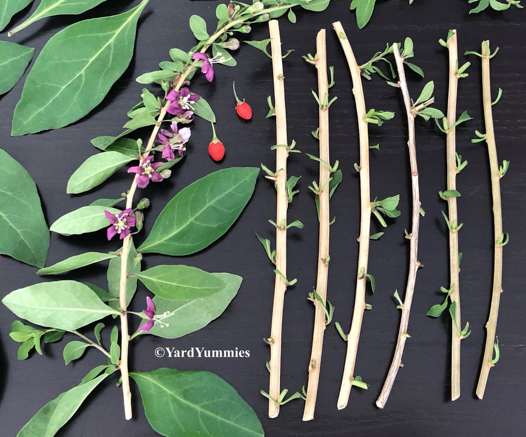 Goji Berry - 6 Unrooted CUTTINGS- Lycium Chinense Variety Wolfberry ...