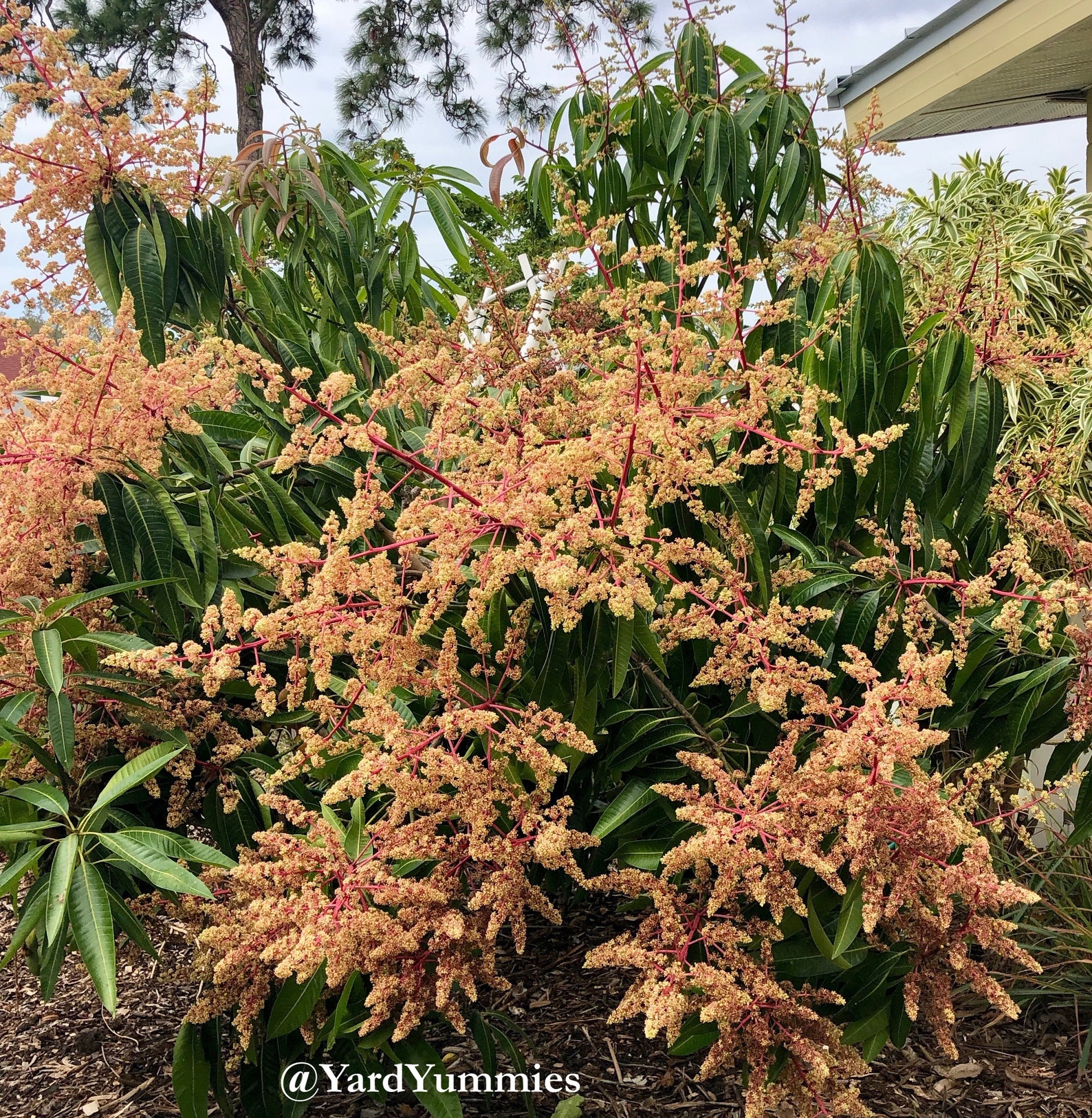 Fresh Mango Leaves: Naturally Grown in Florida, Loose Leaf Tea - Etsy